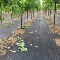 China Black Grass Barrier Landscape Ground Fabric Ground Cover Mesh Weed Mat Anti Grass Control Cloth for sale
