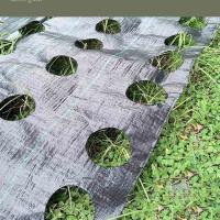 China Black Grass Barrier Landscape Ground Fabric Ground Cover Mesh Weed Mat Anti Grass Control Cloth for sale