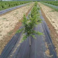 China Black Grass Barrier Landscape Ground Fabric Ground Cover Mesh Weed Mat Anti Grass Control Cloth for sale