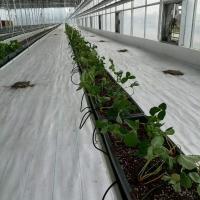 China White Woven Cloth Ground Cover Net Weed Control Fabric Anti Grass Cloth Agriculture Use for sale