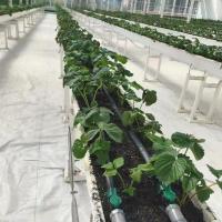 China White Woven Cloth Ground Cover Net Weed Control Fabric Anti Grass Cloth Agriculture Use for sale
