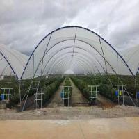 China 10000 Sqm Easy Connected Tunnel Cgreenhoue Plastic Poly Film Growing Strawberry Bluberry Berry Fruits for sale