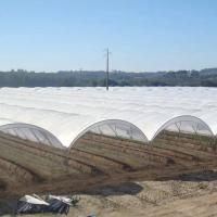 China Good Quality Poly Tunnel Green House Low Cost Hot Sale Polytunnel Berry Greenhouse for sale