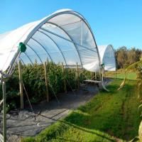 China New Design Multi Span Film Plastic Tunnel Agricultural Greenhouse Growing Different Types Berries Strawberry Blueberry for sale