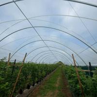 China New Design Multi Span Film Plastic Tunnel Agricultural Greenhouse Growing Different Types Berries Strawberry Blueberry for sale