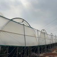 China Good Quality Poly Tunnel Low Cost Hot Sale Polytunnel Berry Greenhouse for sale