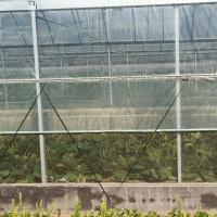 China 8m 9m 10m Span Multi Span Tomato Hydroponic Plastic Film Greenhouse Galvanized Steel Structure for sale