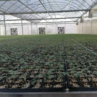China Cheap Custom Arch  Green House Plastic Film Multi Span Agriculture Greenhouse For Vegetable for sale