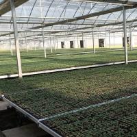 China 8m 9m 10m Span Multi Span Tomato Hydroponic Plastic Film Greenhouse Galvanized Steel Structure for sale