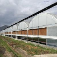 China Multi Span Film Greenhouse Structure Commercial Frames Large Plants Growing for sale