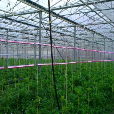 China Cheap Custom Arch  Green House Plastic Film Multi Span Agriculture Greenhouse For Vegetable for sale