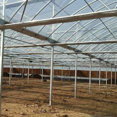 China Hot Sale Hydroponic Multi-Span film Greenhouse For Rose/Strawberry/Tomato/Cucumber for sale