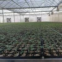 China Hot Sale Hydroponic Multi-Span film Greenhouse For Rose/Strawberry/Tomato/Cucumber for sale