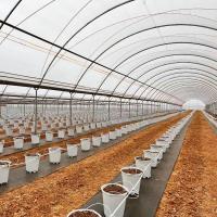 China Greentime agriculture Greenhouses Suppliers  Plastic Film Rain Shelter Greenhouse Polytunnel Berry Low Cost Greenhouse for sale