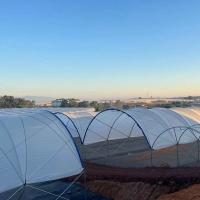 China Diffused Plastic Tunnel Greenhouse 150 200 micron Berry Farm Planting Rain Shelter Green House strawberry for sale
