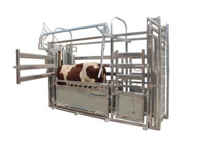 China OEM Hot Galvanized Cattle Crush Headlock 1800mm x 2100mm with Weighing System - Carbon Steel Livestock Equipment for sale