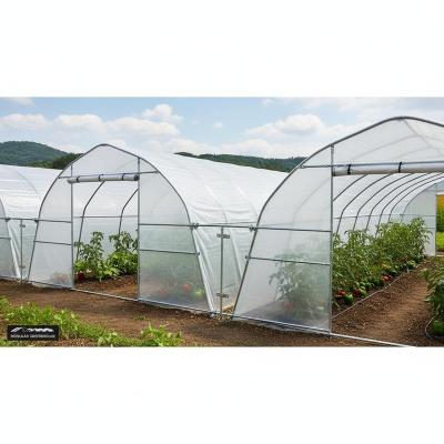 China Customizable Width 3-6m Greenhouse Tunnels Waterproof PE Cover Galvanized Steel Frame 2-3m Height for sale