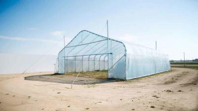 China Factory Price Hot Galvanized Steel Frame Plastic Sheet Single Span Greenhouse Tunnel Greenhouse for Agricultural Vegetable for sale