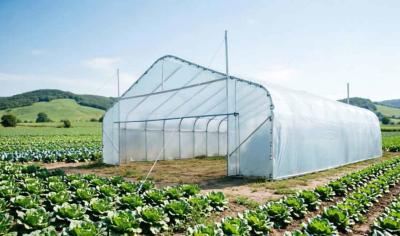 China Factory Price Hot Galvanized Steel Frame Plastic Sheet Single Span Greenhouse Tunnel Greenhouse for Agricultural Vegetable for sale