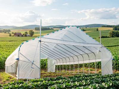 China High Quality Galvanized Frame Tunnel Ventilation Single-Span Factory Price Hot Galvanized Steel Frame Plastic Sheet Single Span Greenhouse Tunnel Greenhouse for Agricultural Vegetable for sale