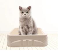 China Eco Friendly Cat Litter Box Biodegradable Molded Paper Disposable Self Cleaning Cat Box for sale