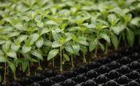 China Effortless Seeding of Vegetable Seeds with Automatic Seed Sowing Planting Machine for sale