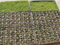China Effortless Seeding of Vegetable Seeds with Automatic Seed Sowing Planting Machine for sale