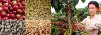 China 100kg Capacity Cocoa Bean Shelling Machine with 2-6 Impeller Number in Philippines for sale