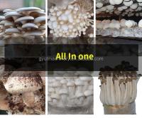 China Industrial Mushroom Cultivation Substrate Bagger Filling Machine with Easy Operation for sale