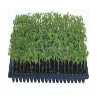 China Automatic Lettuce Seeding Machine for Planting Industry Nursery Equipment and Standard for sale