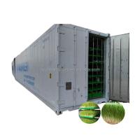 China 650 KG Capacity Barley Grass Growing Machine for Container Hydroponic Fodder System for sale