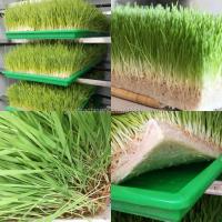 China 2024 Complete Hydroponic Fodder Container Grow System Perfect for Country Markets for sale