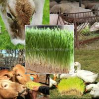China Container Automatic Hydroponic Fodder System Sprouting Machine for Wheat Soybean for sale