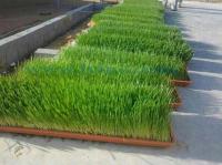 China Gear Drive Harvester Machines for Harvesting Aquaponics Microgreens 2024 Customization for sale