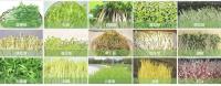 China 2024 Advertising C Harvester Machines for Harvesting Aquaponics Microgreens Products for sale