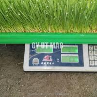China 64pcx Sprout Box Hydroponic Fodder System Container for Farm Growing 500kg-1500kg for sale