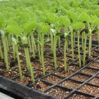 China Customised Automatic Seeding Tray Machine Line The Key to Successful Tomato Seeding for sale