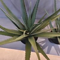 China QUANGUI Artificial Aloe Plant 50-60CM UV Resistant Waterproof Indoor Outdoor Decoration ISO Certified for sale