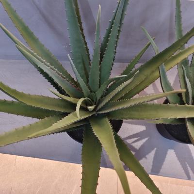 China QUANGUI Artificial Aloe Plant 50-60CM UV Resistant Waterproof Indoor Outdoor Decoration ISO Certified for sale