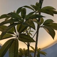 China 150cm Artificial Schefflera Tree with UV Protection - 3-5 Year Lifespan Waterproof Indoor Plant for sale