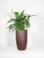 China Indoor Hotel Fiber Clay Planter for sale