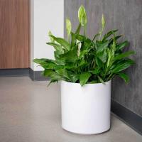 China Custom Fiberglass Flower Planter Round Square Rectangular Vase Pot for Garden Indoor Outdoor for sale