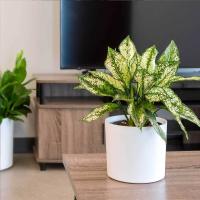 China Custom Fiberglass Flower Planter Round Square Rectangular Vase Pot for Garden Indoor Outdoor for sale