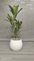 China Fiber Clay Planter Lightweight Durable 5-6 Years Outdoor Hand Carved Textured Finish Custom Color for sale