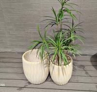China Pair Of Chic Lemon Yellow Tones Vertical Patterns Round Fiber Clay Planter for sale