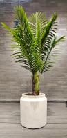 China Light Beige Fiber Clay Planter Straight Cylinder Outdoor Architectural Landscaping 5-6 Years for sale
