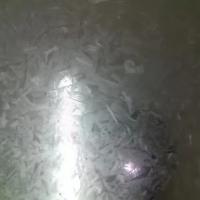 China Corrugated Metal Roofing Panel 28 Gauge Zero Spangle Galvanized for sale