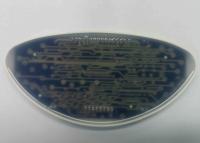 China LED Display Component for Electric Car High Brightness 5 Brightness Levels 3VDC for sale