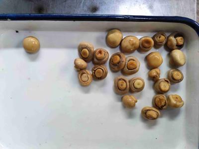 China Sliced Canned Champignon Mushroom 400g Medium White Preserved Mushroom for sale
