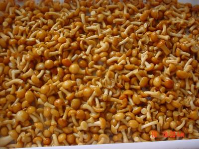China IQF Frozen Nameko Mushroom Whole 10kg Carton with 24-Month Shelf Life and HACCP ISO Certification for sale